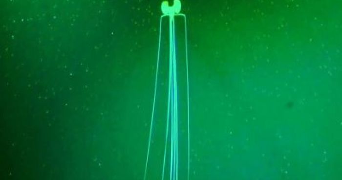 Magnapinna Squid Attack Captured On Camera | Klipland.com