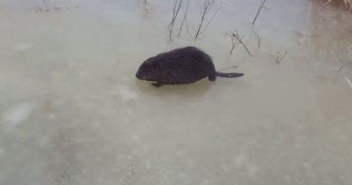 Man Captures A Moment Of A Beaver Attack | Klipland.com