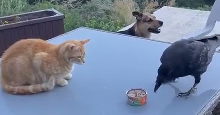 Raven Steals The Food From Cat, Than Feeds The Dog | Klipland.com