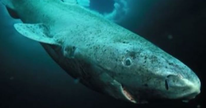Oldest Shark In The World Is 512 Years Old | Klipland.com
