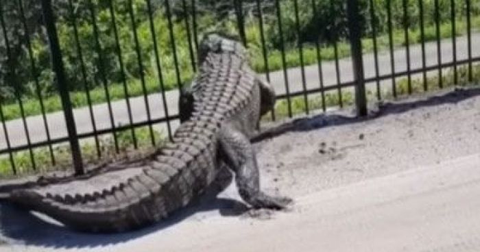 Giant Alligator Bends Metal Fence To Escape | Klipland.com