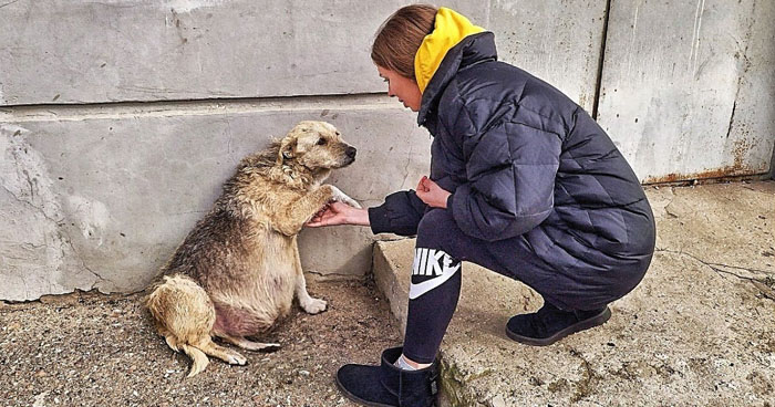 Street Dog Grabbed Rescuer's Hand And Her Eyes Were Begging For Help ...