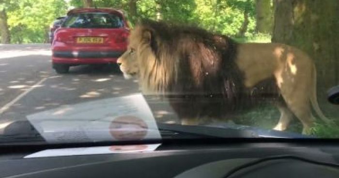 Lion Crossing A Pathway | Klipland.com