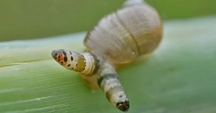 These Worms Turn Snails Into Disco Zombies | Klipland.com