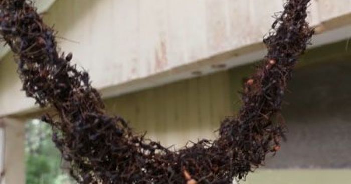 Army Ants Build Bridge To Reach And Invade Wasp Nest | Klipland.com