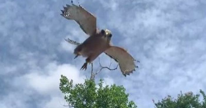 Hawk Dive-Bombs Birdwatcher Filming Video | Klipland.com