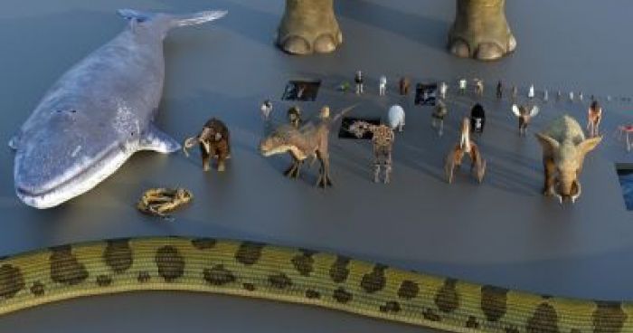 Animal Real Size Comparison | Klipland.com