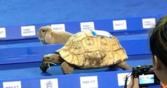 Tortoise vs. Hare: Who Wins The Race? | Klipland.com