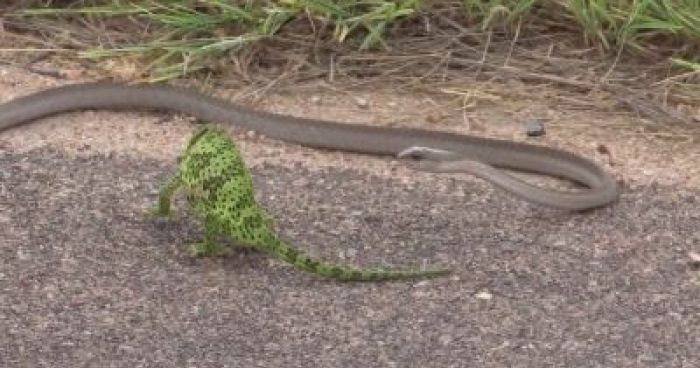 Fight Between A Dangerous Snake And A Chameleon | Klipland.com
