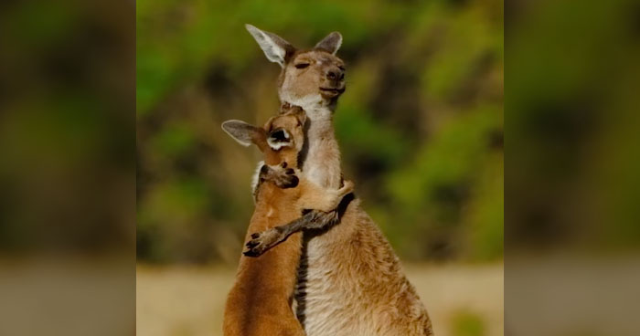 Baby Kangaroo Hugs Mother In Most Adorable Way | Klipland.com