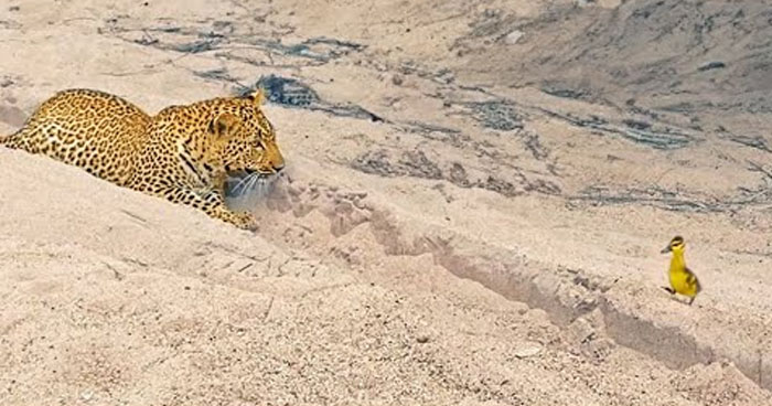 Innocent Baby Bird Walks Up To Leopard | Klipland.com