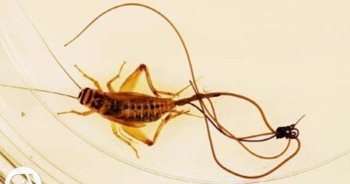 Hairworms Eat A Cricket Alive And Control Its Mind | Klipland.com