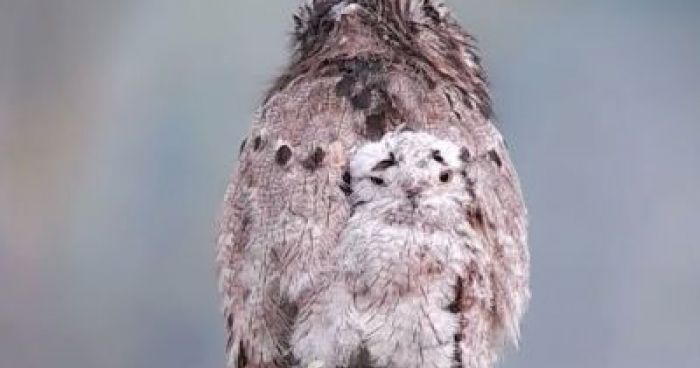 Potoo Bird Family Camouflage With Tree | Klipland.com