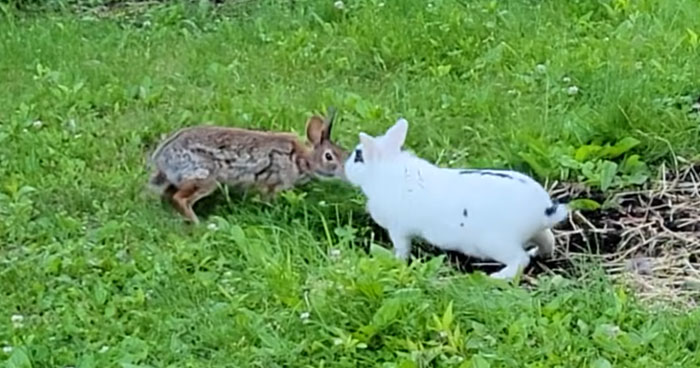 Pet Rabbit Meets Wild Rabbit For The First Time | Klipland.com