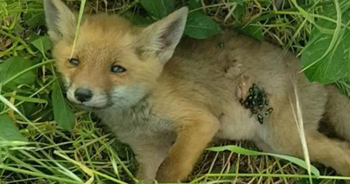Fox Was Laying In Grass After Dog Attack, Good People Save Its Life ...