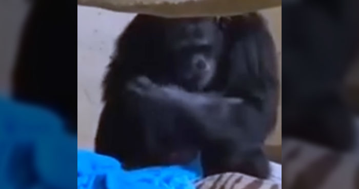 Touching Response Of Mama Chimp After Reunited With Her Baby | Klipland.com