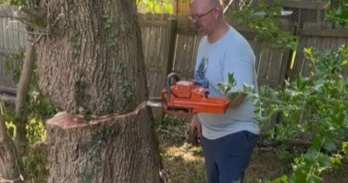 Tree Felling Fail Smashes Neighbor's Fence | Klipland.com