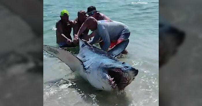 Florida Couple Helps Shark Back Into Ocean | Klipland.com