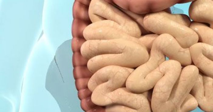 How Does Your Body Turns Food Into The Poop? | Klipland.com