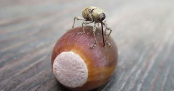 Wee Weevil Drilling An Acorn | Klipland.com
