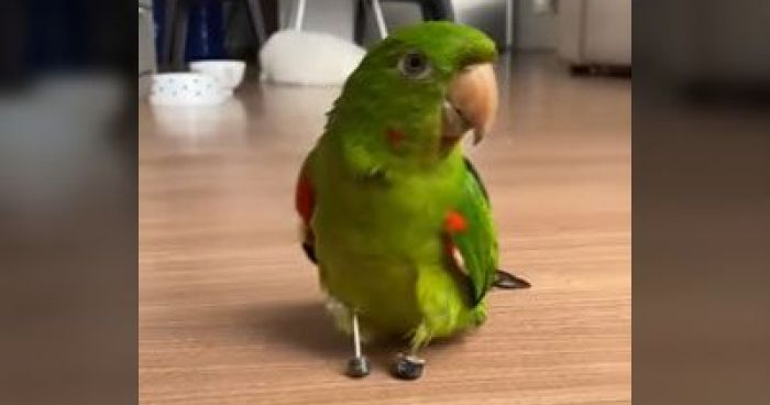 Parrot Adapts To Prosthetic Legs | Klipland.com