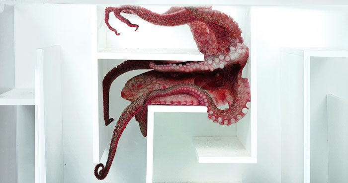Mark Rober Makes An Underwater Maze To Prove How Smart Octopuses Are ...