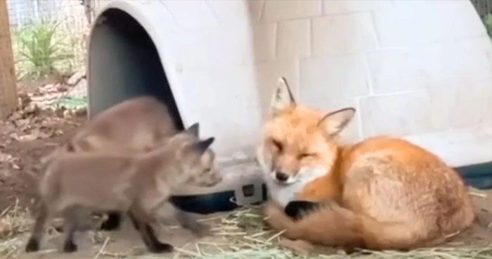 Fox Spent Months Alone In Enclosure, Then She Meets Three Orphaned ...