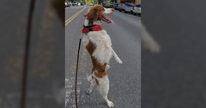 Meet Dexter, 8-Year-Old Dog Who Walks Like A Human On Two Legs ...