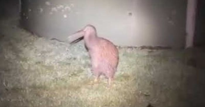 How Kiwi Bird Screams | Klipland.com