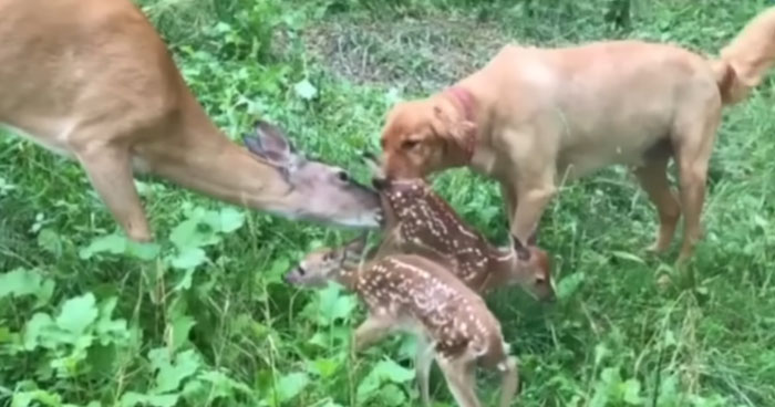 Friendship Between An Orphaned Deer And A Dog, That Lasts For More Than ...