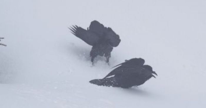 Goofy Ravens Playing In The Snow | Klipland.com