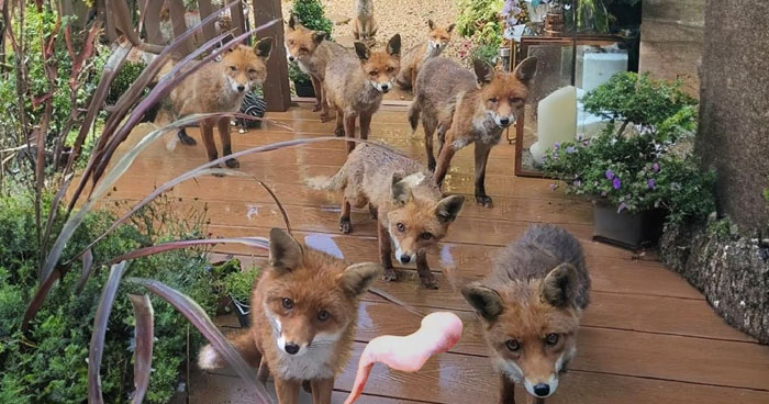 25 Years Ago She Fed A Fox, Now They Won't Stop Coming | Klipland.com