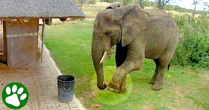 Camera Captures A Moment Elephant Puts Litter Into Trash Can | Klipland.com