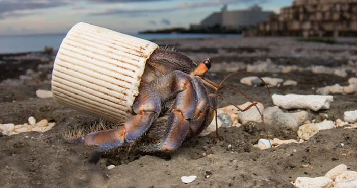 Guy Finds Hermit Crabs Living In Plastic, Offers Them New Shells ...