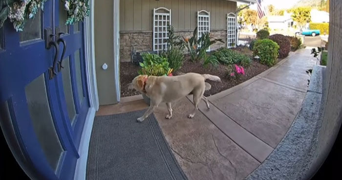 Labrador Retriever Rings Doorbell To Come Inside | Klipland.com