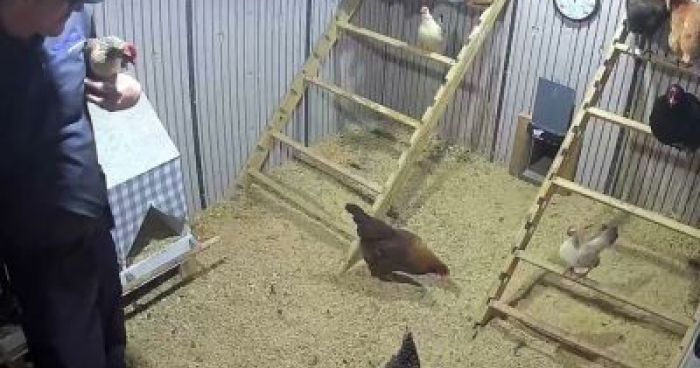 Three Affectionate Chickens | Klipland.com