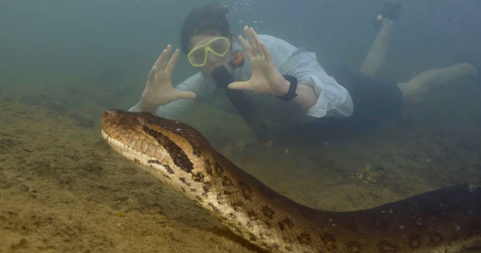 The World's Biggest Anaconda Snake Discovered In Amazon Rainforest ...