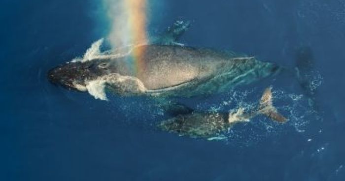 The Surprising Benefits Of Whale Poo | Klipland.com