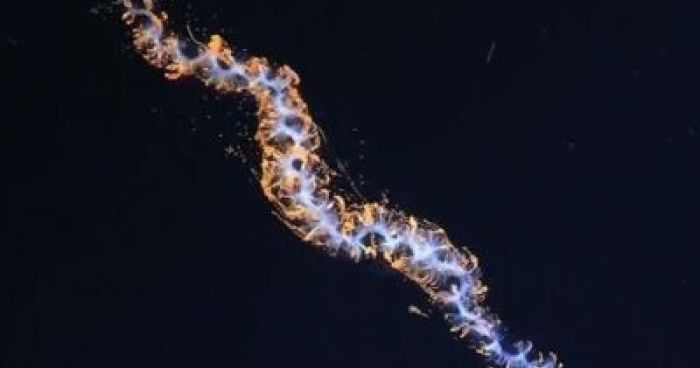 More Than 100 New Species Discovered In The Deep Sea | Klipland.com