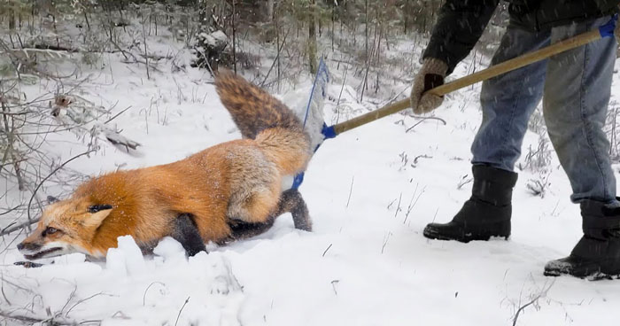 Man Captures A Rescue Of A Freezing Fox In A Snow | Klipland.com