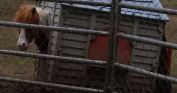 Miniature Horse Takes House With Him | Klipland.com