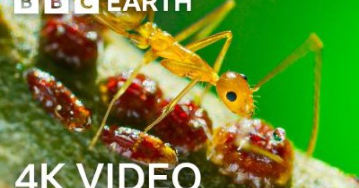 Yellow Crazy Ants Kill Red Crab | Klipland.com