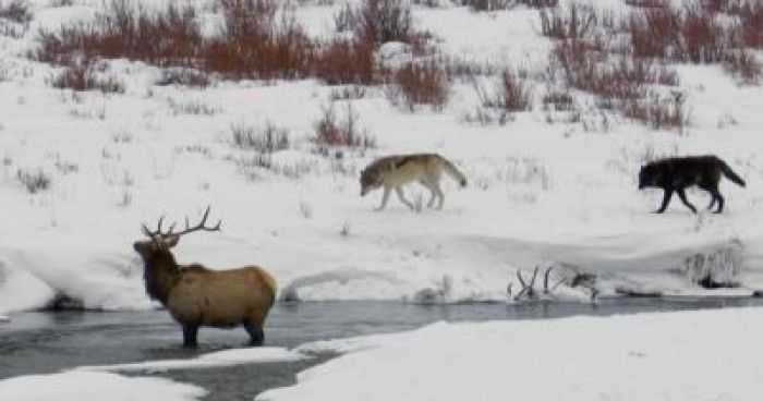 Hungry Wolf Pack Trap Elk | Klipland.com