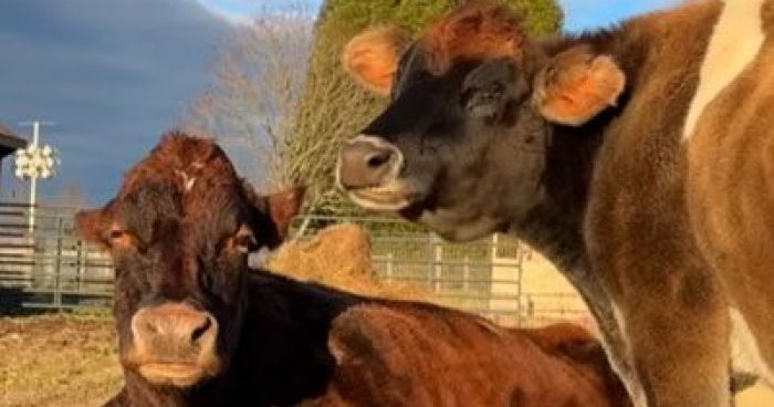 Rescued Cow Tastes Freedom After 17 Years, Meets A Special Cow Friend ...