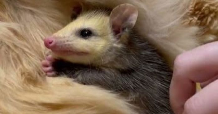 Lost Baby Possum Burrows In Furry Cat | Klipland.com