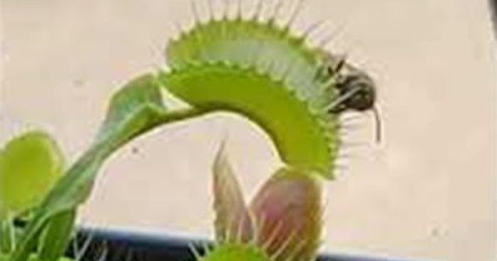 Venus Flytrap Traps A Wasp | Klipland.com
