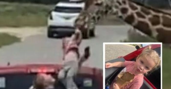Giraffe Picks Up 2-Year-Old Girl From Bed Of Pickup | Klipland.com