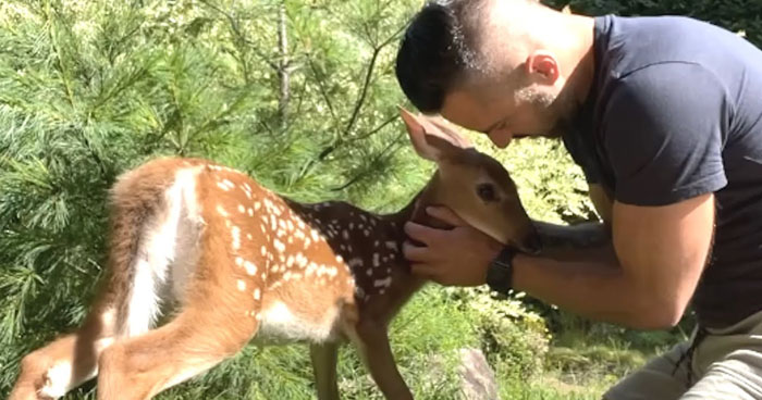 Starving Deer Shows Up At Door, Makes A Friendly Bond With A Stranger ...