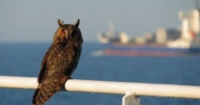 Bird Migration On Merchant Ships Klipland