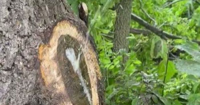 Water Shoots From Tree After Branch Removal | Klipland.com